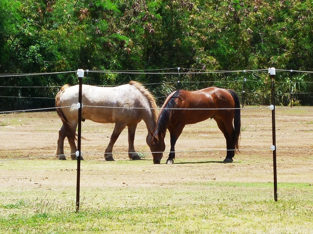乗馬スクール＜木曜・10時＞ | SBS学苑 | 学ぶ感動、知る興奮 - 静岡・浜松・沼津のカルチャースクール
